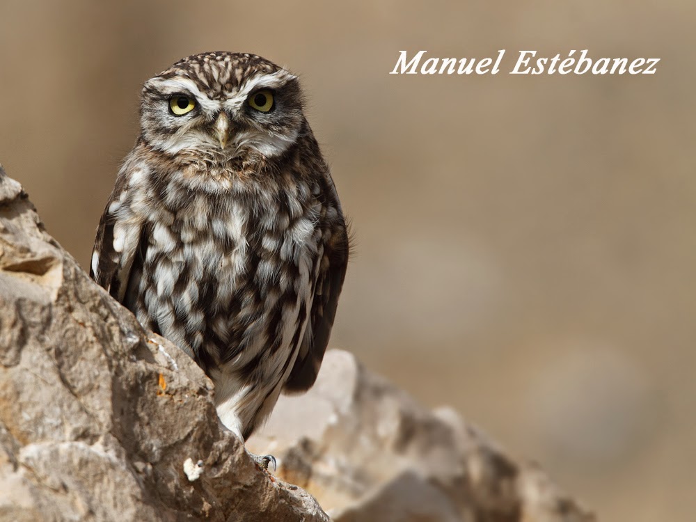 Miradas Cantábricas: Mochuelo europeo (Athene noctua)