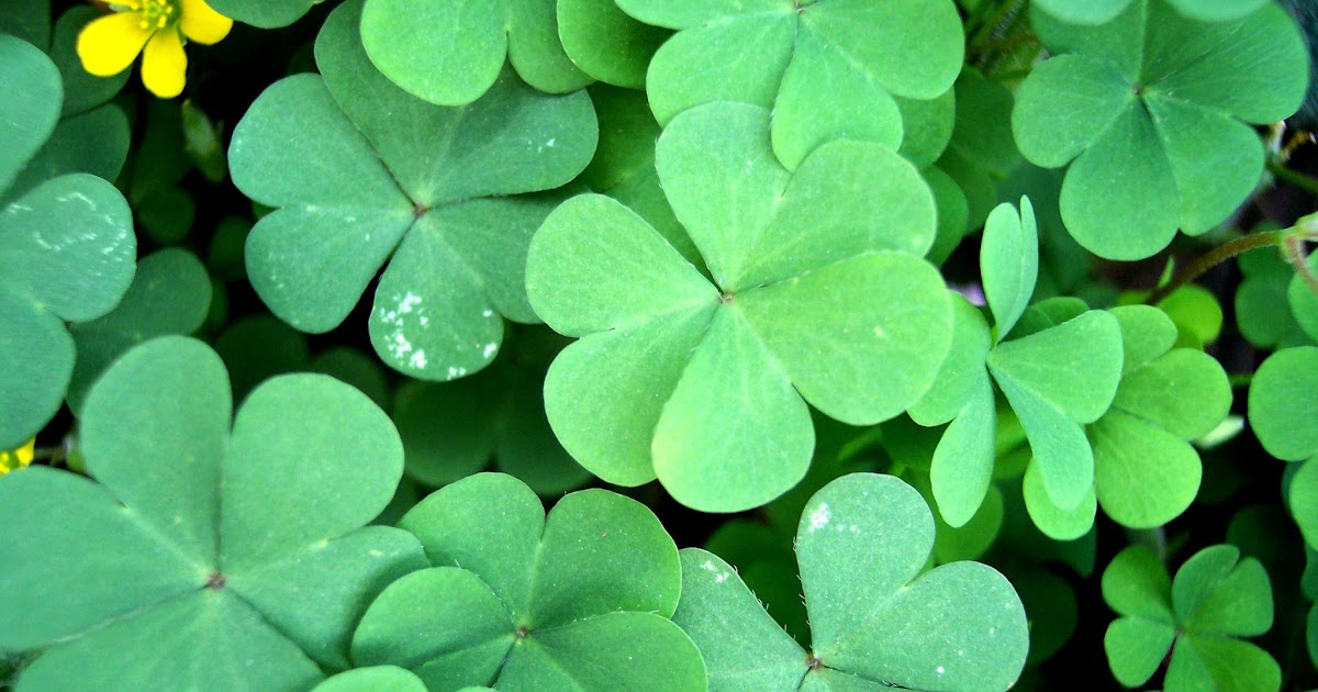 Trifoiul, precautii si contraindicatii - bautura de trifoi rosu si praf ...