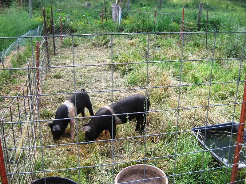 Shamrock and Thistle Farm: Operation Pig Tractor