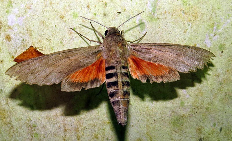 Birdernaturalist: Some Sphinx Moths of Costa Rica