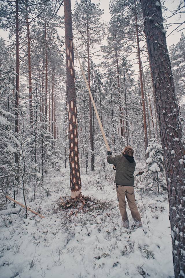 挪威樹皮環切技術 Ringbarking in Norwegian | 樹沃客樹藝