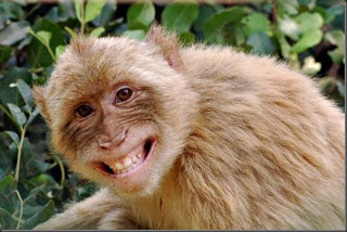 Fotos engraçadas de macacos | BloG del Coitado