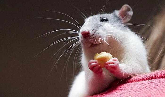 ¿Qué actividades difrutan hacer las ratas domésticas? | Guia Mascotas