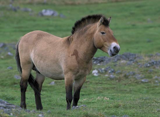 Przewalski's Horse