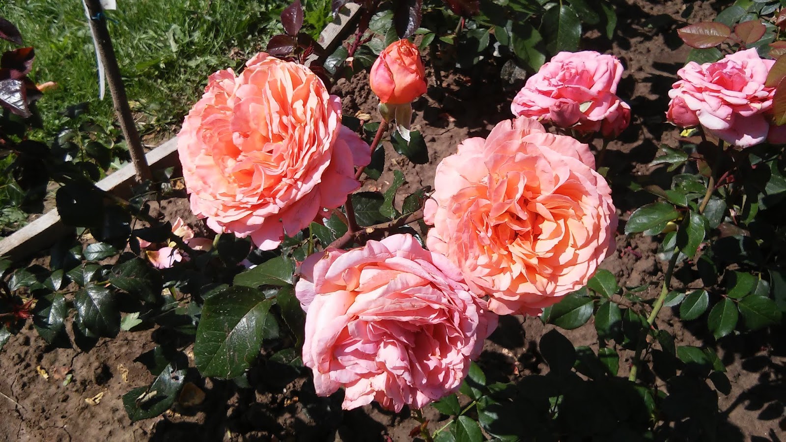 Ranczo Elma: Róża (Rosa) Louise Clements