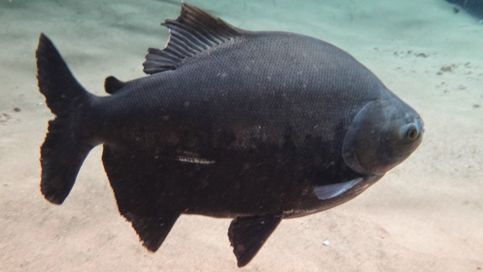 Pescando no Mato Grosso: agosto 2014