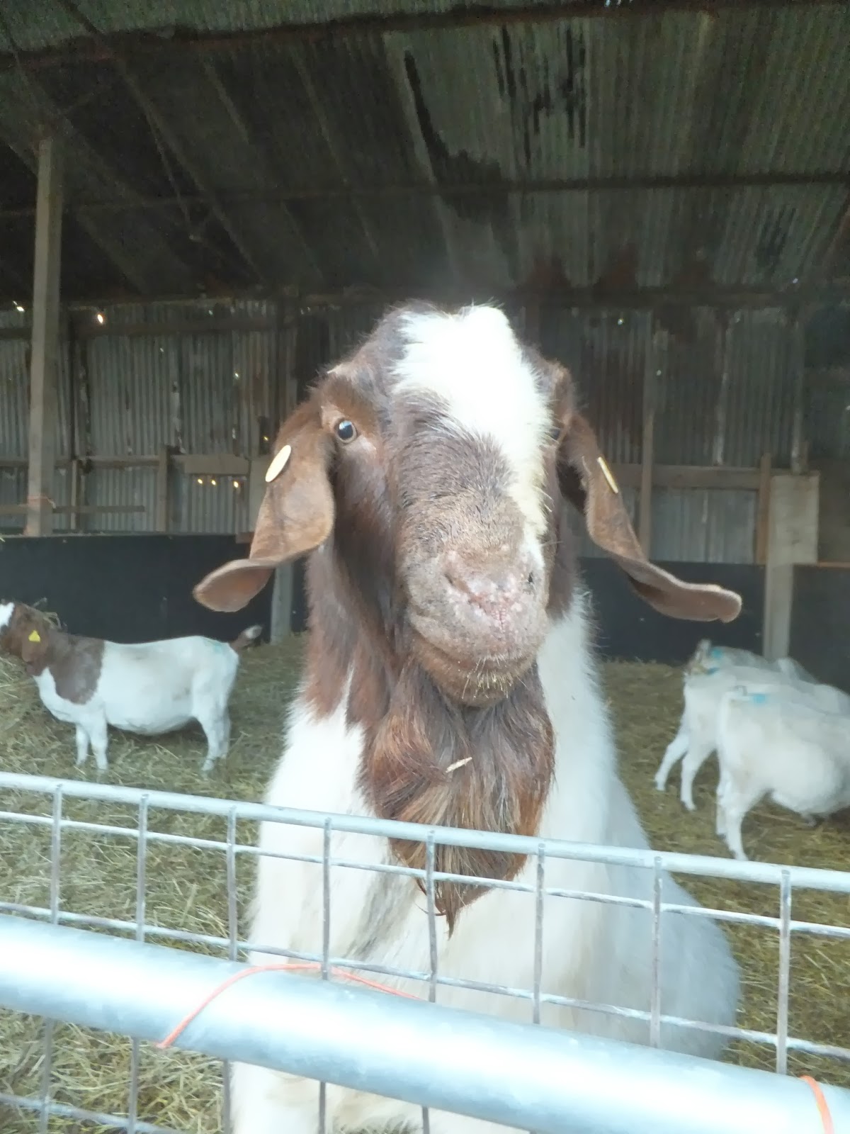 Bure Valley Farm