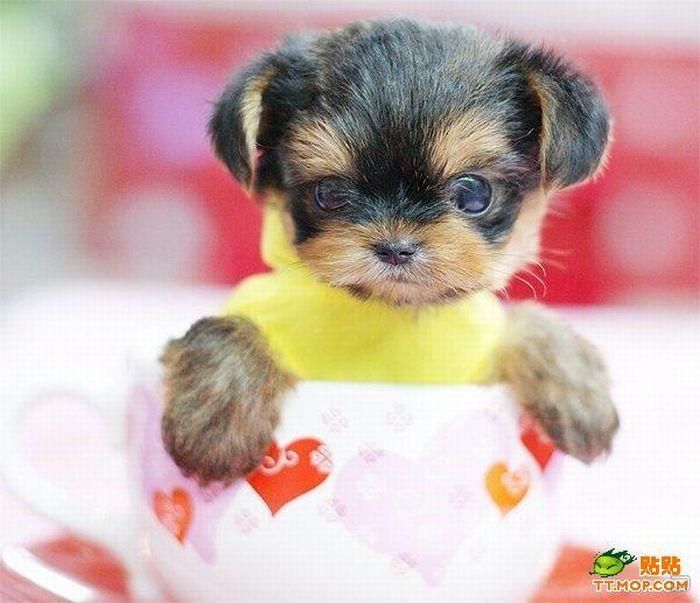 The dog in world: dogs images so cute cute cute and cute