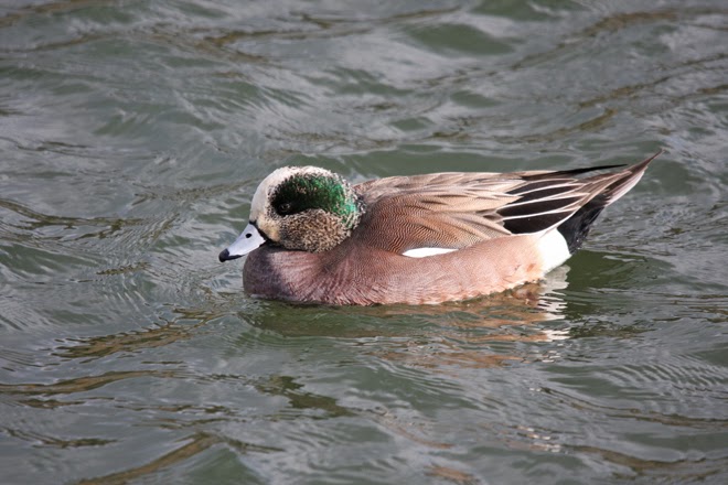 BIRDING - Kyoto, Kansai and Japan: dabbling ducks