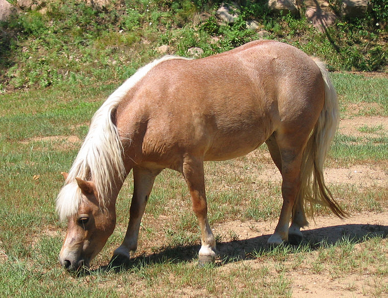Miniature Horse