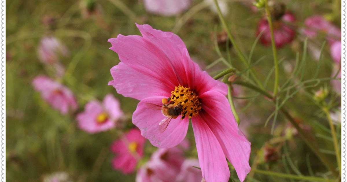 The Scriptures: Mark-07-08