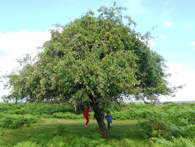 The Urbane Forager: Bolton's Bench Apple Trees