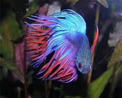 ACVARISTICA - PESTI - REPTILE: BETTA SPLENDENS