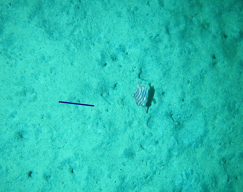 We've been expecting you Dr. Jones...: One fish, two fish... Well, one ...