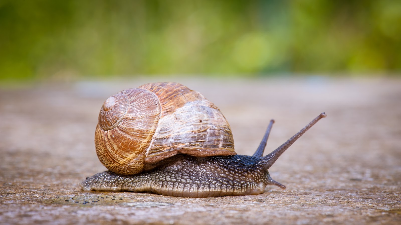 El Mundo de los Moluscos : Fotogaleria de los Moluscos