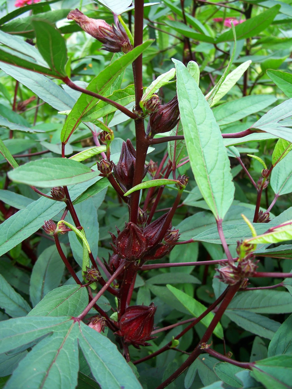 Raisin' Acres Farm: Hibiscus (Roselle)~ Hibiscus sabdariffa