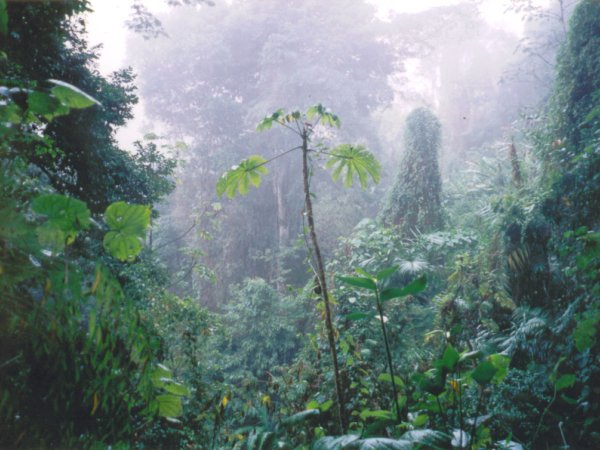 CLIMAS DE ECUADOR: Clima Mesotérmico Húmedo