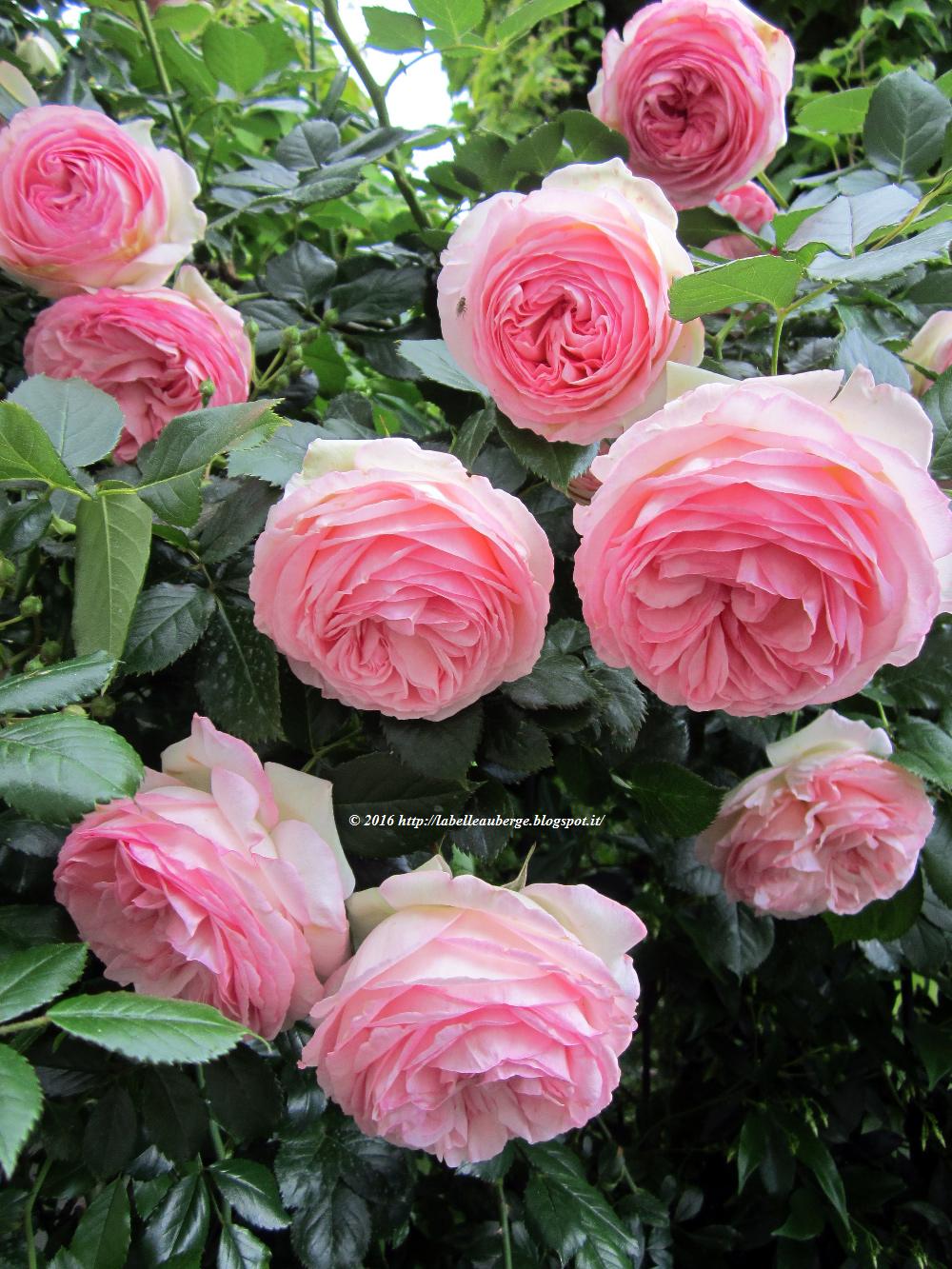 La Belle Auberge: Di rosa in rosa