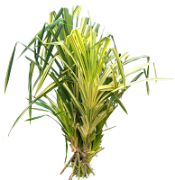 Tropical Plant Pictures: Pandanus