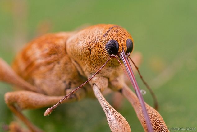 Meet the Pesky Little Acorn Weevil... That Looks Just Like a Muppet ...