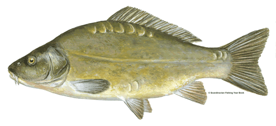 성장 30% 빠르고 무게 40% 더 나가는 육종향어 개발 | JUNATOWN