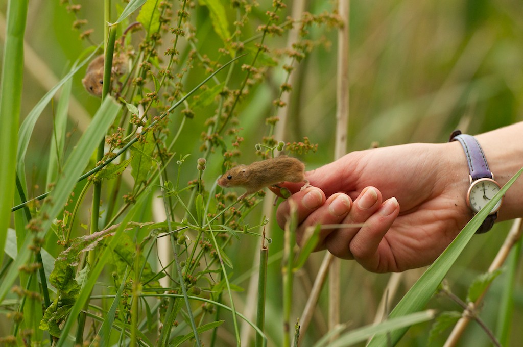 British Wildlife Centre ~ Keeper's Blog: Harvest Mice on Countryfile