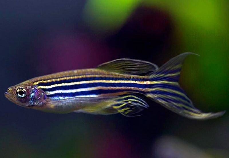 Budidaya Ikan Zebra (Zebra, Zebra Danio, Striped Danio)