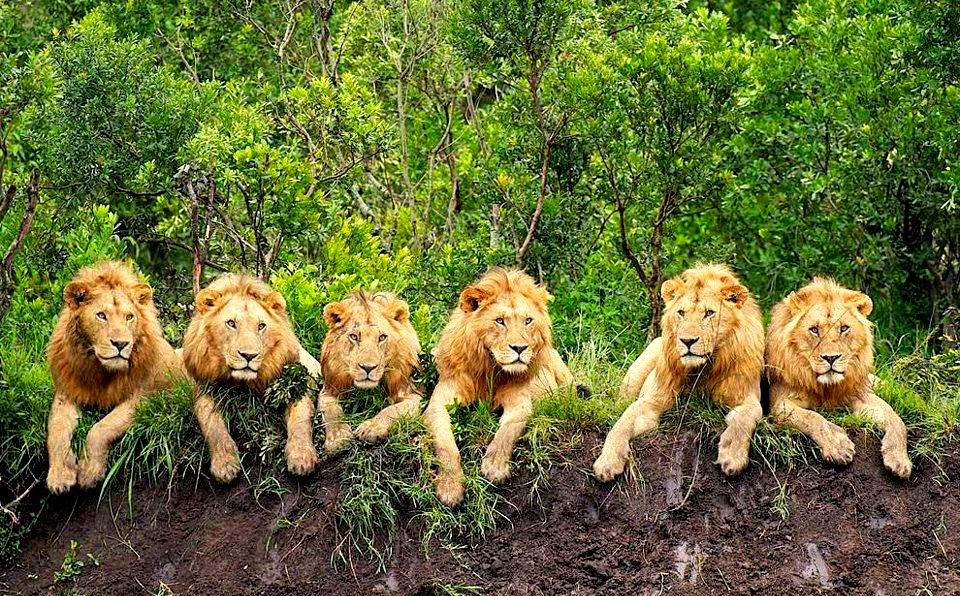 Aksi Menarik Binatang Di Zoo - Relaks Minda