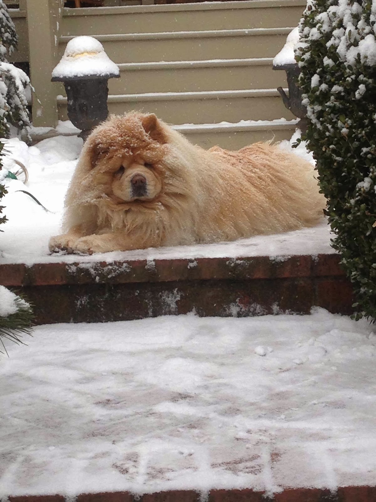 Teddy In The Snow