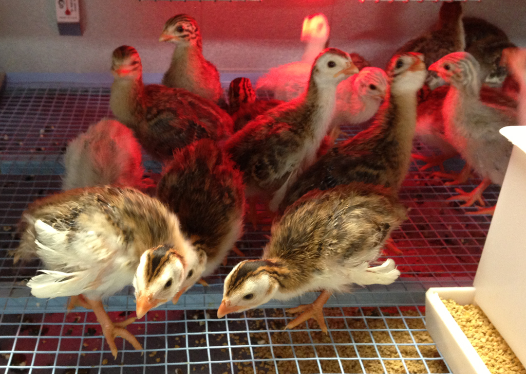 Dispatch from the Digital Health Frontier: Unity Farm Keets (Guinea ...