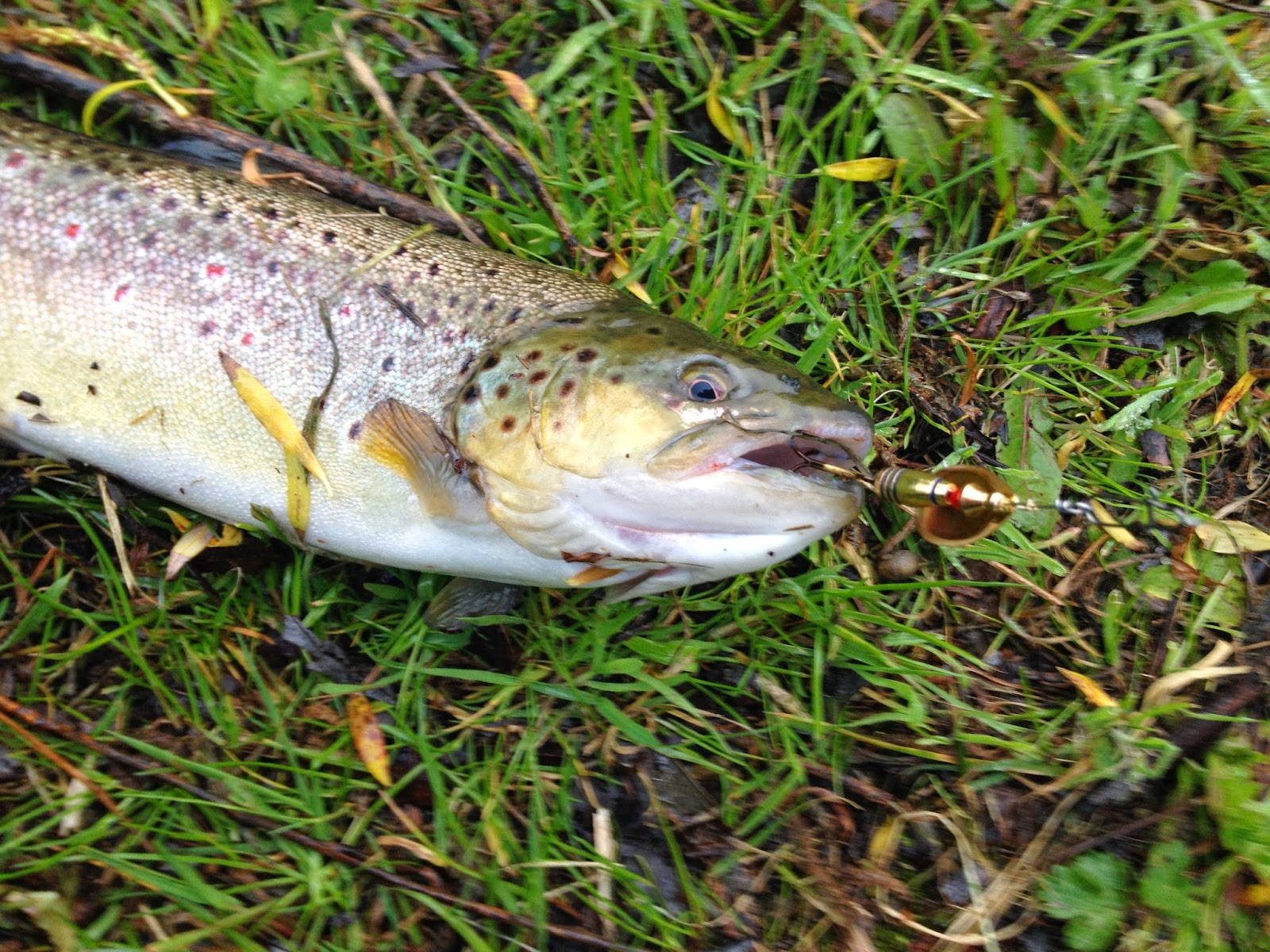 Fish Normandie !!!!!!!!!!!!!!!!!!!!!!!: Fario de la Vallée de la Risle