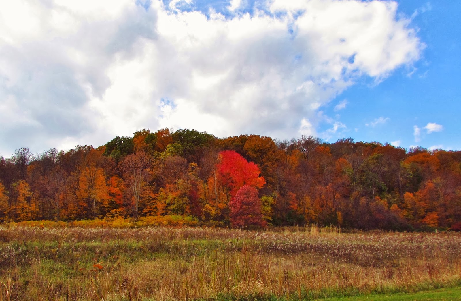 Life In Robin's Nest: Autumn Finally Arrives