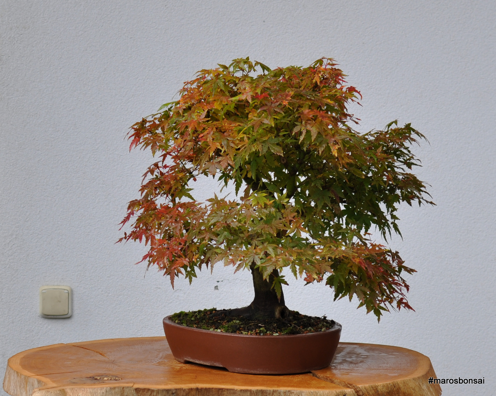Maros Bonsai Blog: Acer palmatum in autumn colors
