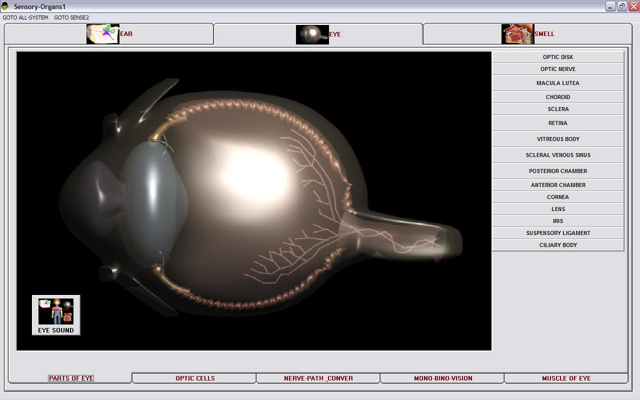Manash (Subhaditya Edusoft): Human Eyes : Visual opening and Major ...