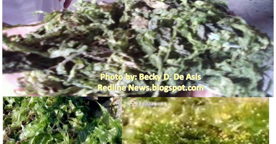 The Redline News: Ulva reticulata or Lumot one of the highest demand in ...