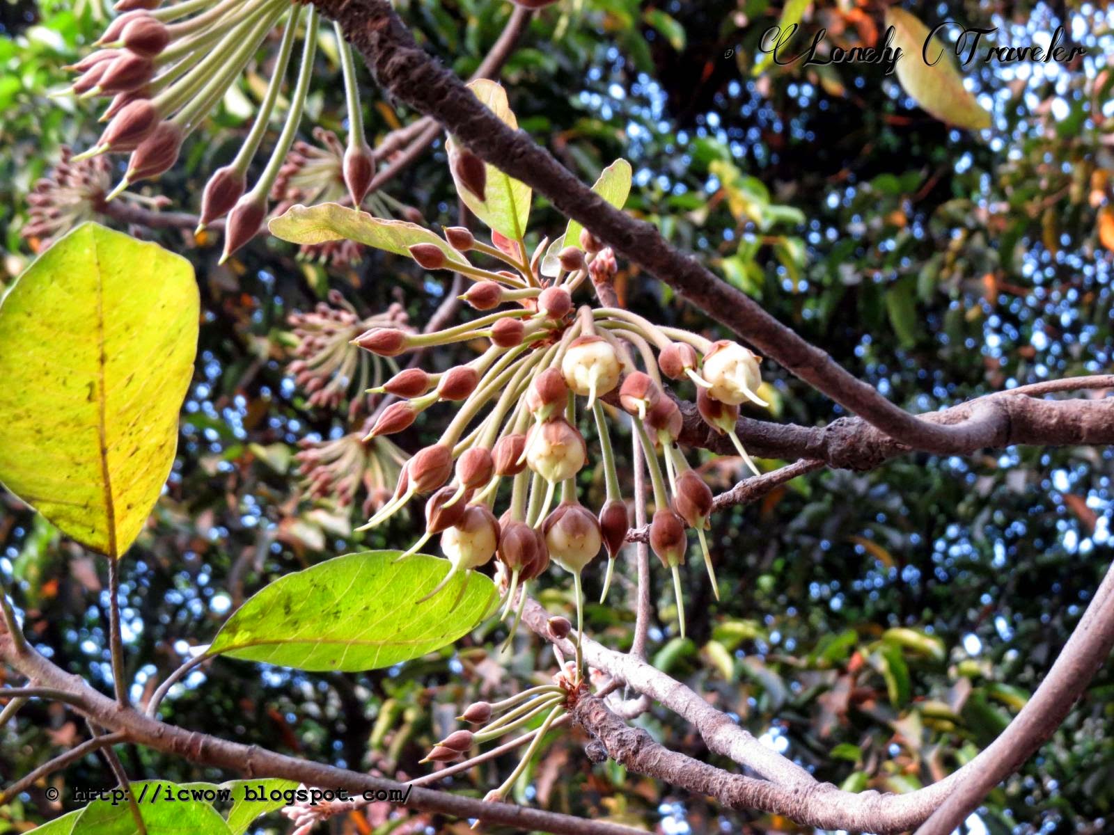 Mohua ful (মহুয়া ফুল) - Madhuca longifolia