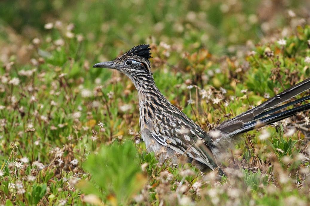 Jo's Morning Walk: Retro blog: Roadrunners of San Pasqual