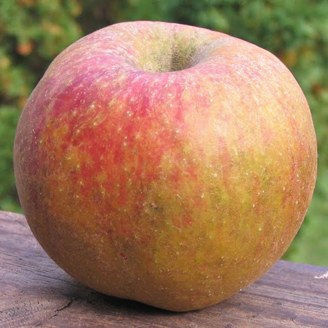 Adam's Apples: Hunt Russet