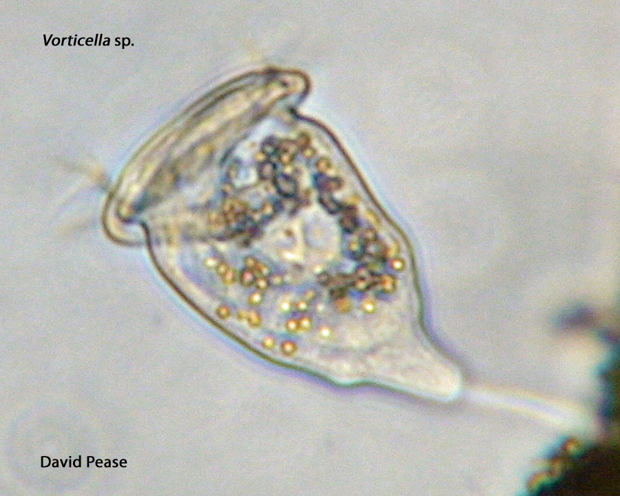 Fall 2011 Micro Term Project