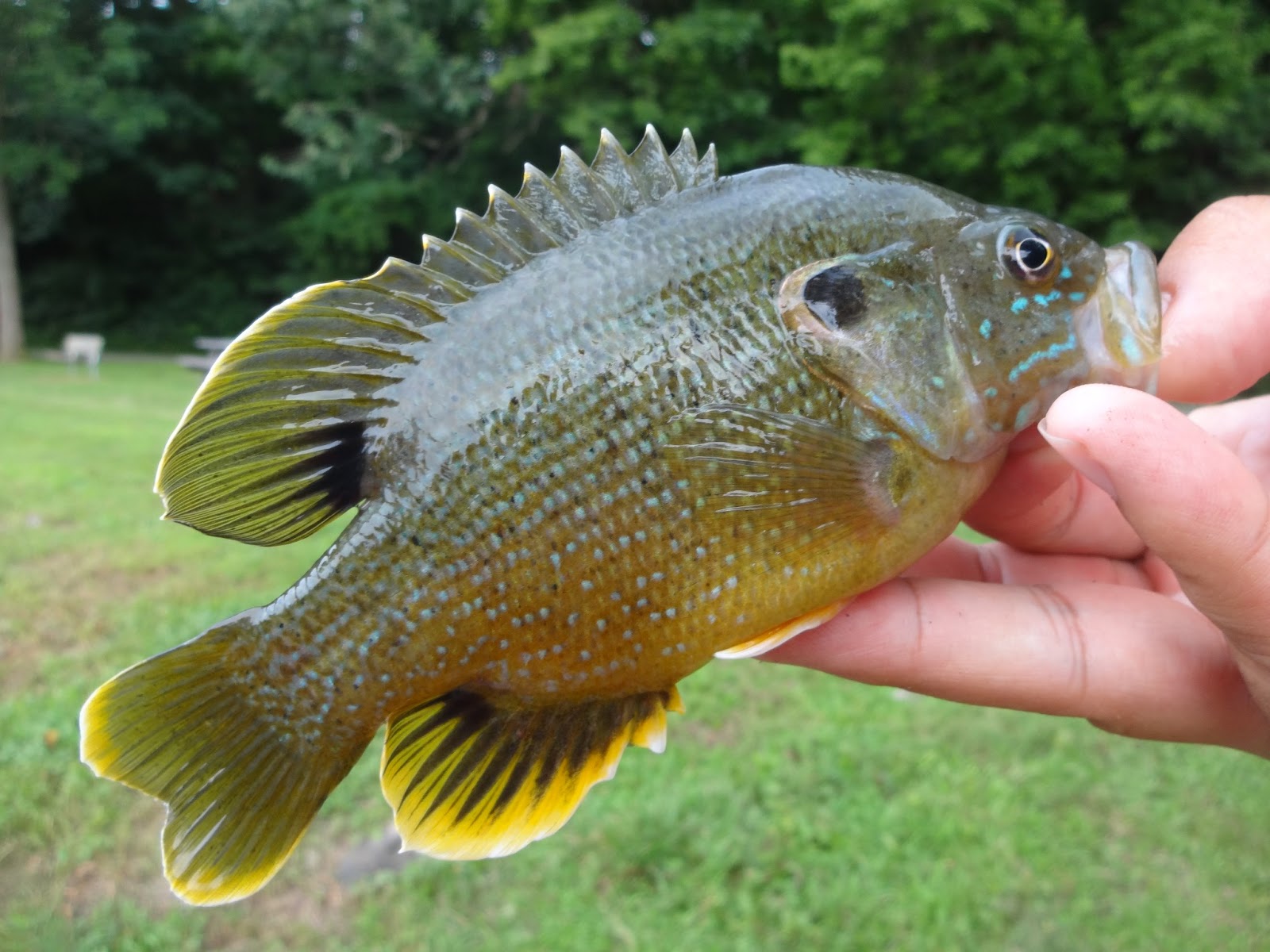 Extreme Philly Fishing: July Fishing Sessions (Last Updated: COMPLETE)