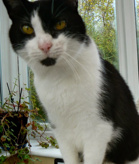 Under The Paw: Reader's Cat Of The Month: Welsh Felix