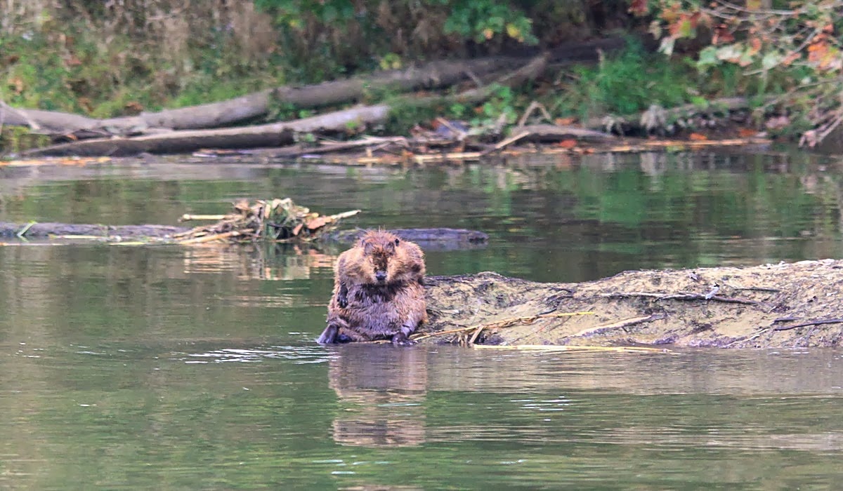 Gary's Outdoor Wanderings2: MORE UNUSUAL BEAVER PICS