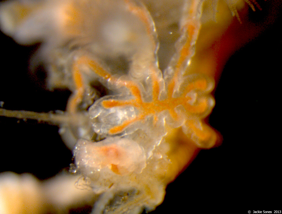 The Natural History of Bodega Head: Along came a sea spider