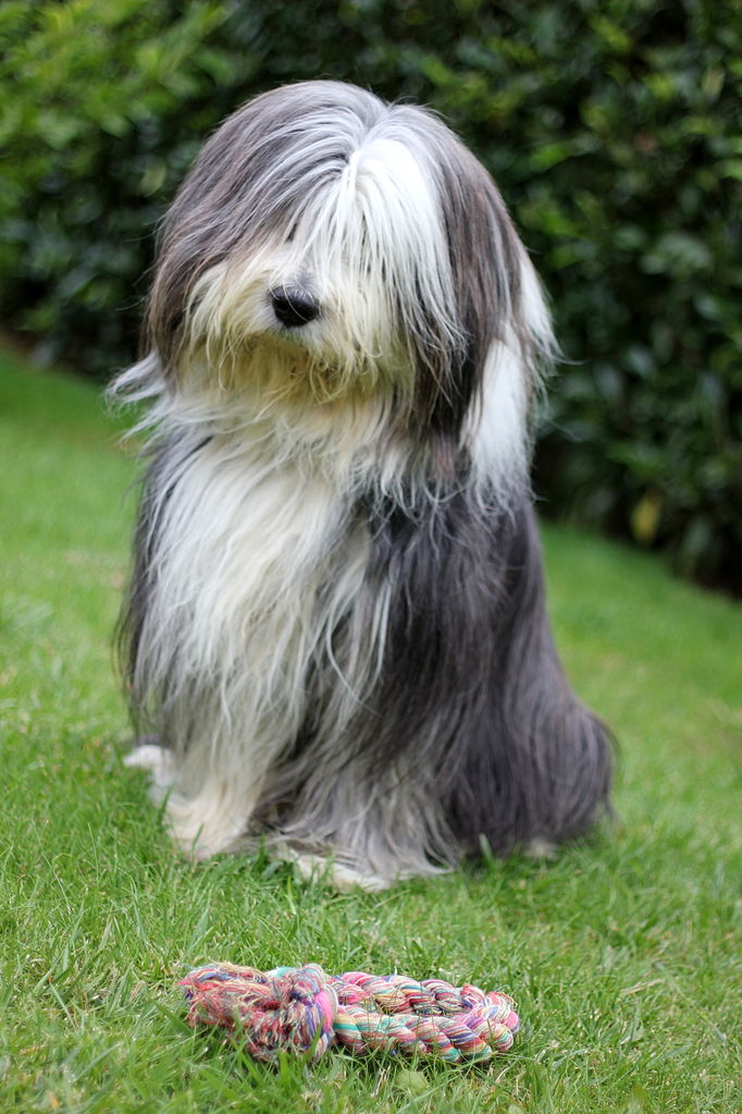 Everything about your Bearded Collie - Luv My Dogs