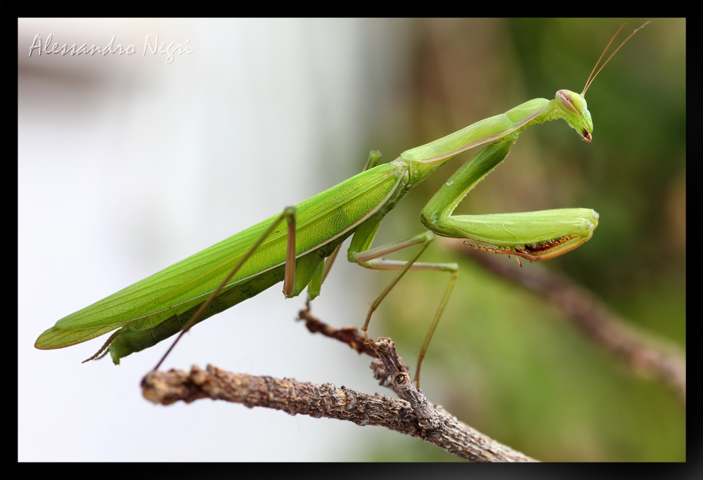 Alessandro Negri photography: MANTODEA