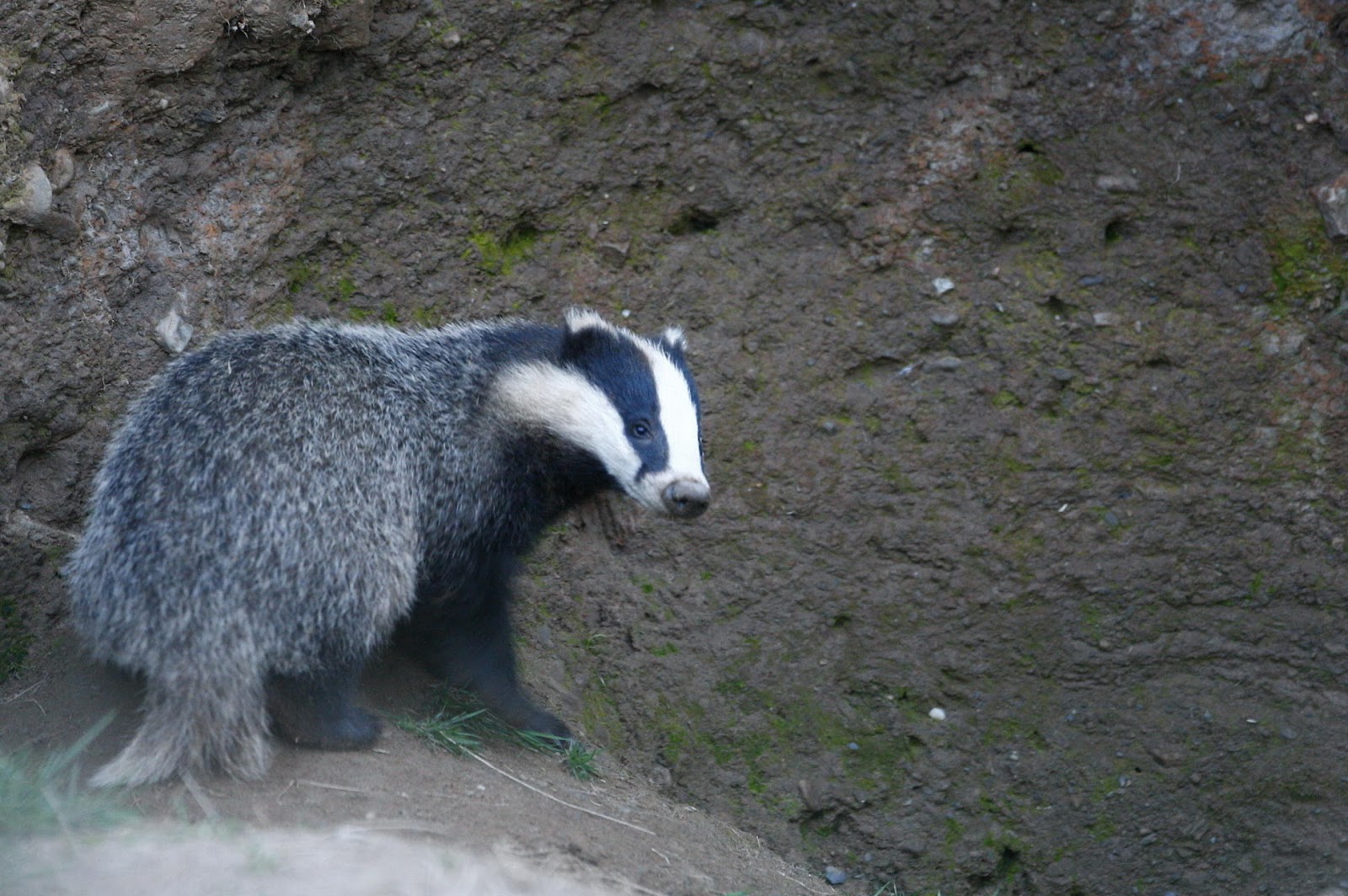 A Walk On The Wildside/Paul Foster.: Badgers at dusk!!