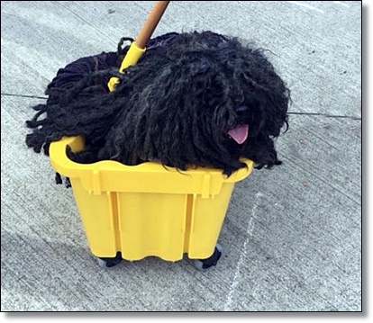 The Pet Tree House - Where Pets Are Family Too : Adorable Hungarian ...