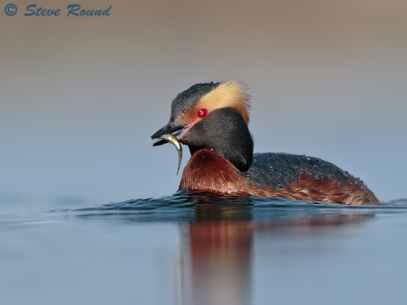 Steve Round Wildlife Photography: Iceland Trip - Slavonian Grebes
