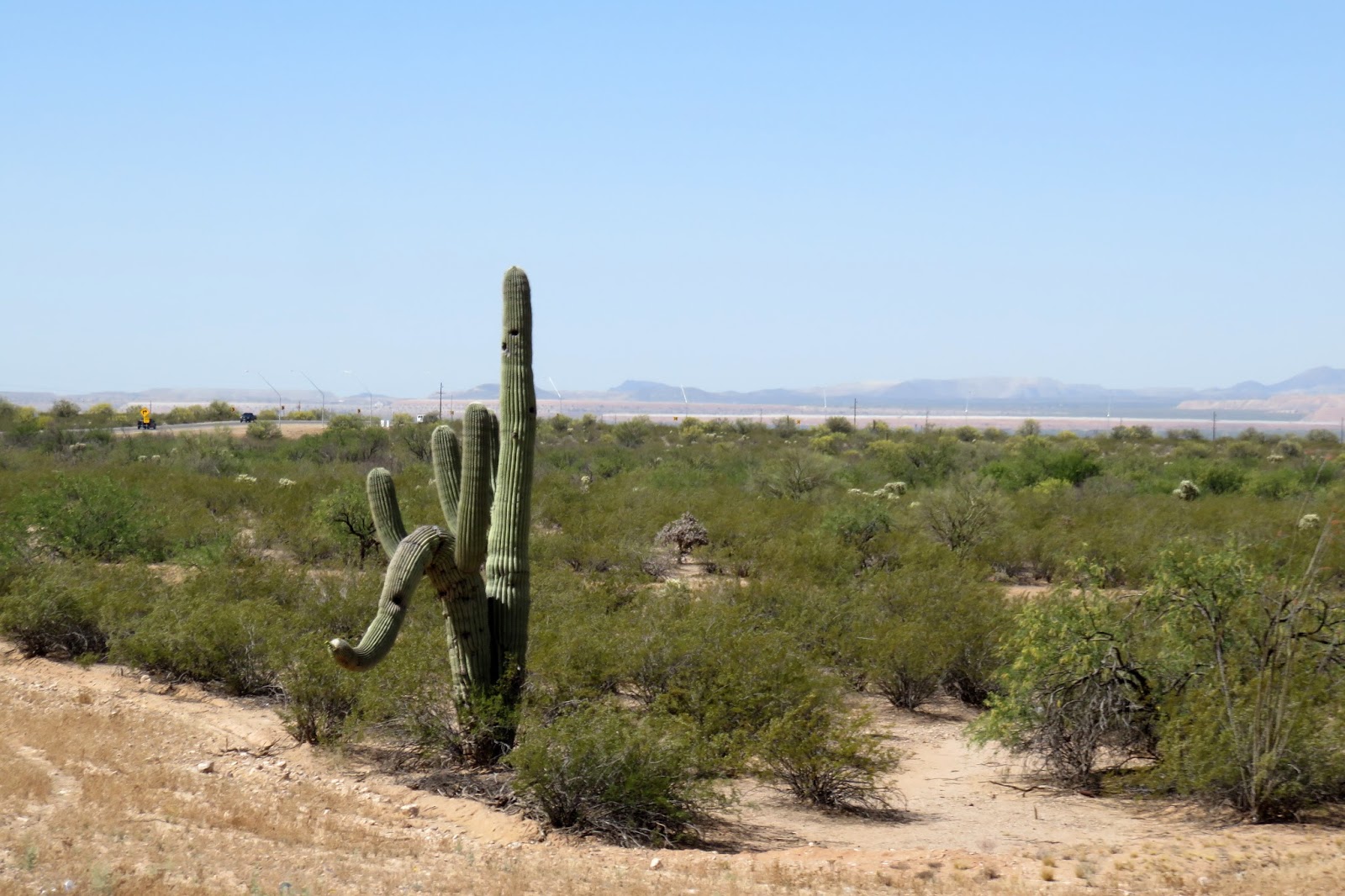 The Daily Rant: Elephant Cactus