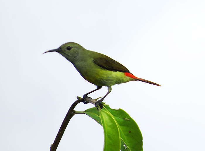 Just About Everything: Tiny birds from Lava, West Bengal